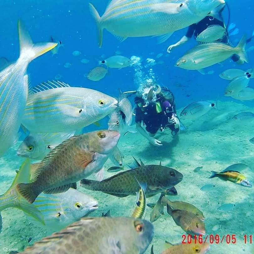 Padi 與 Padi 度假村一起探索愛琴海群島的水肺潛水 潛入冒險 Klook 客路